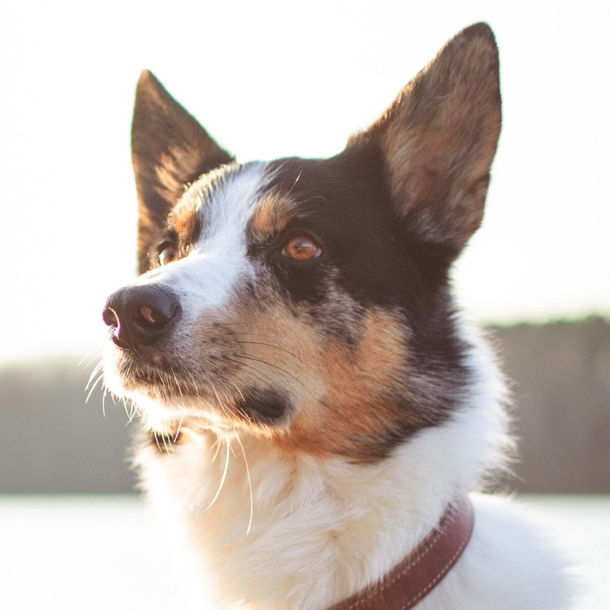 Understanding Dog Drooling: Causes and When to Be Concerned